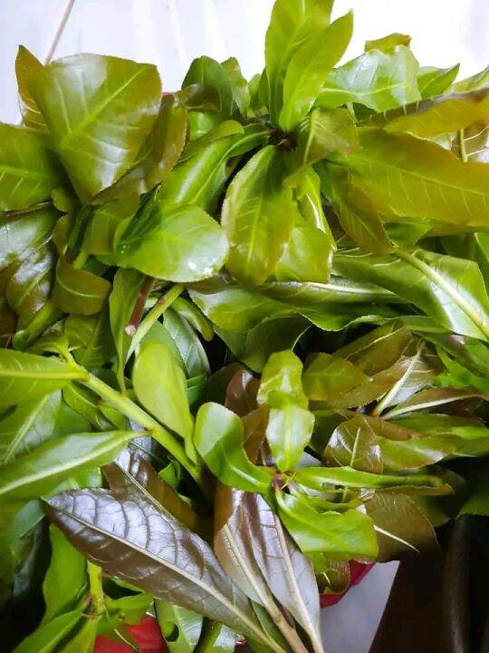 JUAL DAUN PUTAT PUCUK PUTAT SEGAR DI PETIK LANGSUNG 100 GRAM | Lazada ...