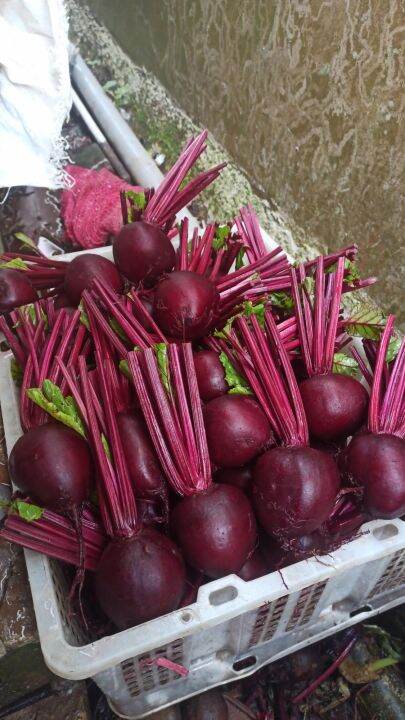 bit buah beet root fresh 1 kg berkualitas | Lazada Indonesia