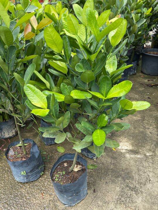 Garcinia Subelliptica Happiness Tree 福木 1m height real live plant free ...