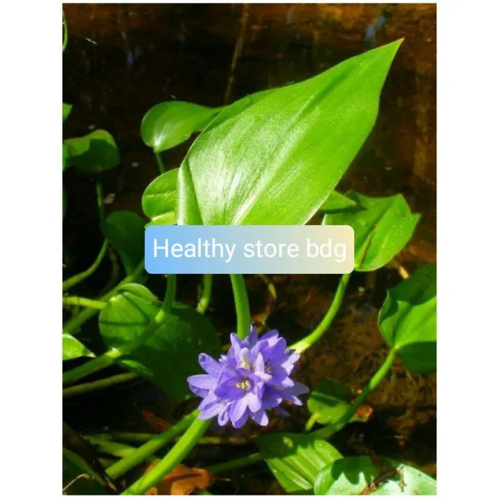 Daun eceng sawah segar paket 1 kg | Lazada Indonesia