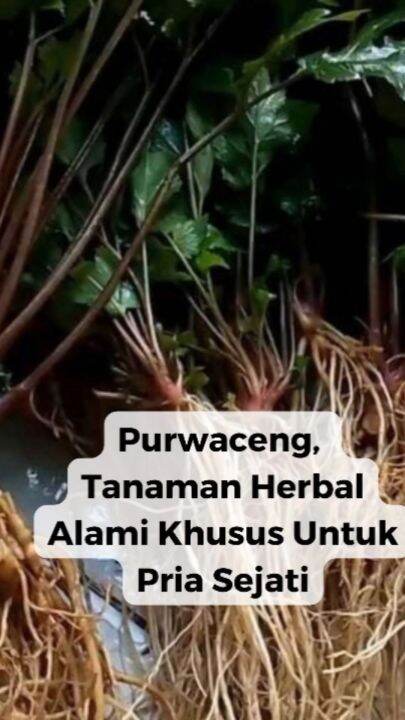 BEST Jamu Kuat Pria - Instan Purwoceng Cabe Jawa 200gr | Lazada Indonesia
