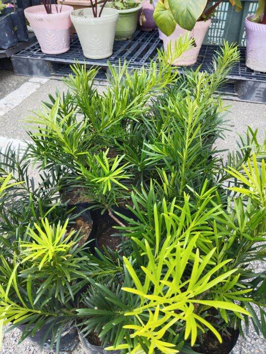 Anak Pokok Podocarpus Macrophyllus (Pokok Hidup/Pokok Hiasan Luar Rumah ...