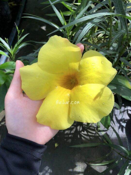 MM- Anak Pokok Alamanda Kuning Bunga Besar / Allamanda Big Flower ...
