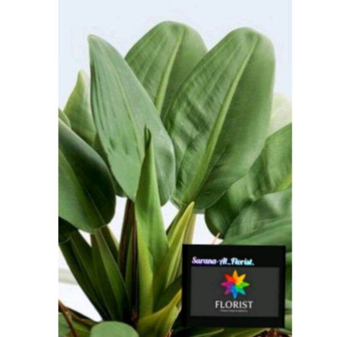 Tanaman hias philodendron/Philo katak | Lazada Indonesia