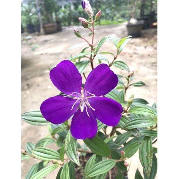 Pokok Senduduk Holland Purple / Senduduk unggu | Lazada