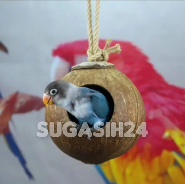 KANDANG BURUNG SARANG BURUNG LOVEBIRD NURI PARKIT GEREJA SUSUH MANUK ...