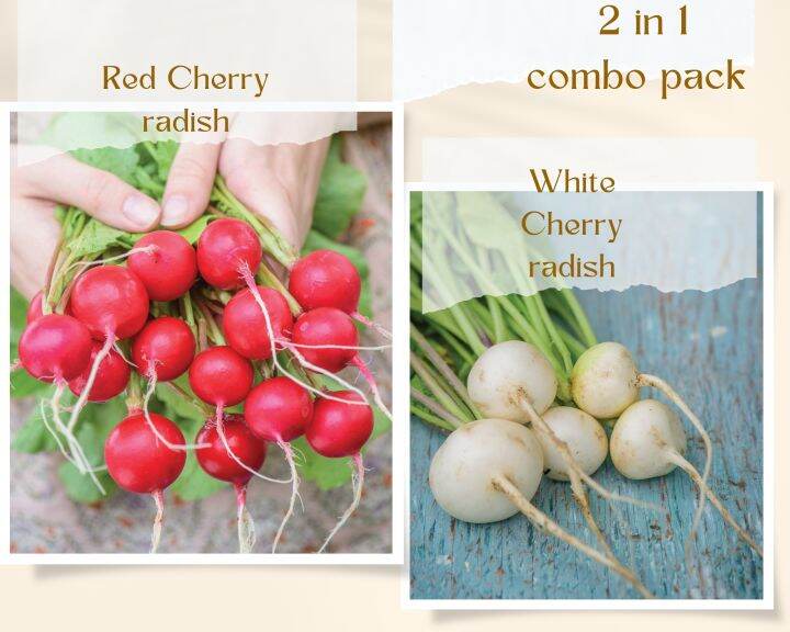 Red/white Cherry radish seeds 2 in 1 combo pack | Lazada