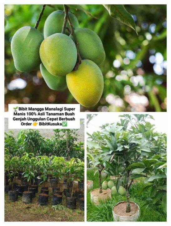 Bibit Super Mangga Manalagi Kualitas No.1 Unggul Grnjah Cepat Berbuah Hasil Oembibitan Kebun ...