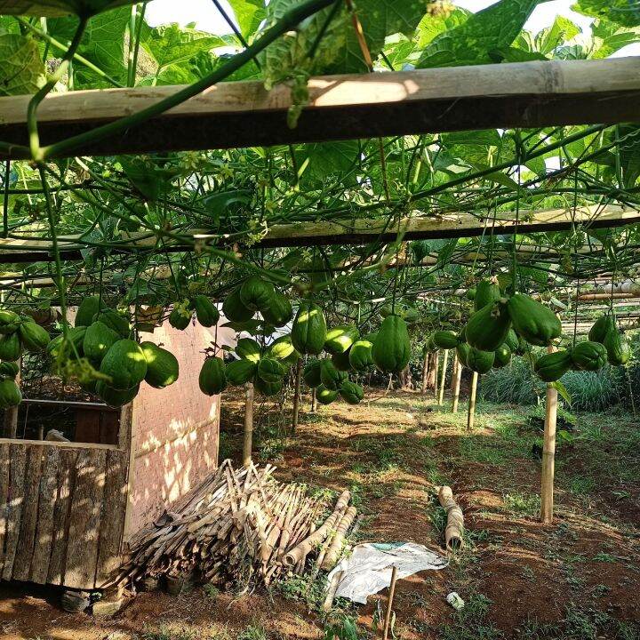 bibit labu siam anggur asli BIBIT LABU SIAM ANGGUR / LABU JEPANG / LABU ...