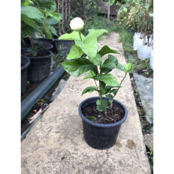Pokok Bunga Melur Rose | Lazada