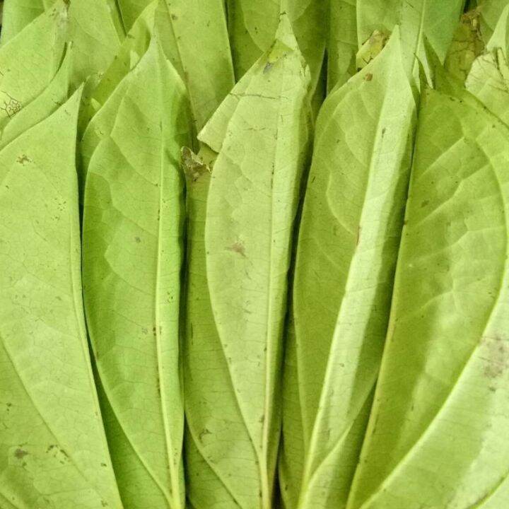 DAUN SIRIH/DEMBAN/ NGINANG MAKANAN TRADISIONAL | Lazada Indonesia