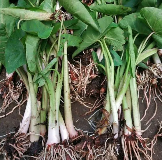 bibit pohon tanaman talas Bogor- talas bentul isi 10 bibit | Lazada ...