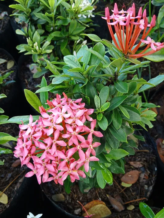 Pink santan / rare uncommon Available in small pot Live plant | Lazada PH