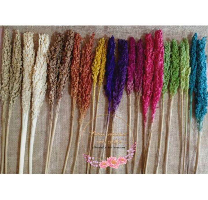 Bunga cantel warna | bunga sorgum warna | bisa mix warna | Lazada Indonesia