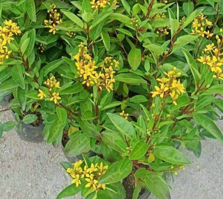 Golden shower/ Yellow Bush | Lazada PH