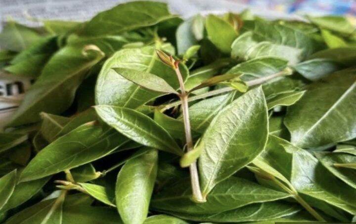 Fresh Henna Leaves / Daun Inai segar 30g | Lazada