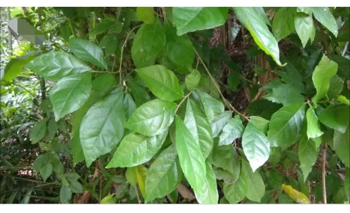 DAUN SERUT,SEGAR 200gr | Lazada Indonesia