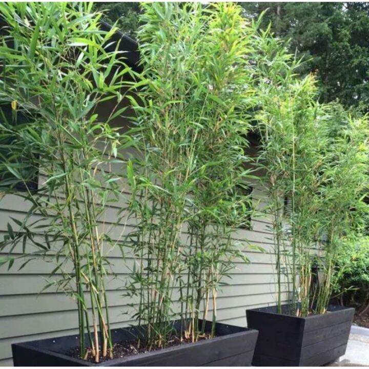 Pohon Bambu Jepang Exotik Batang Besaran Siap Tanam Tinggi 50 - 60 Cm ...