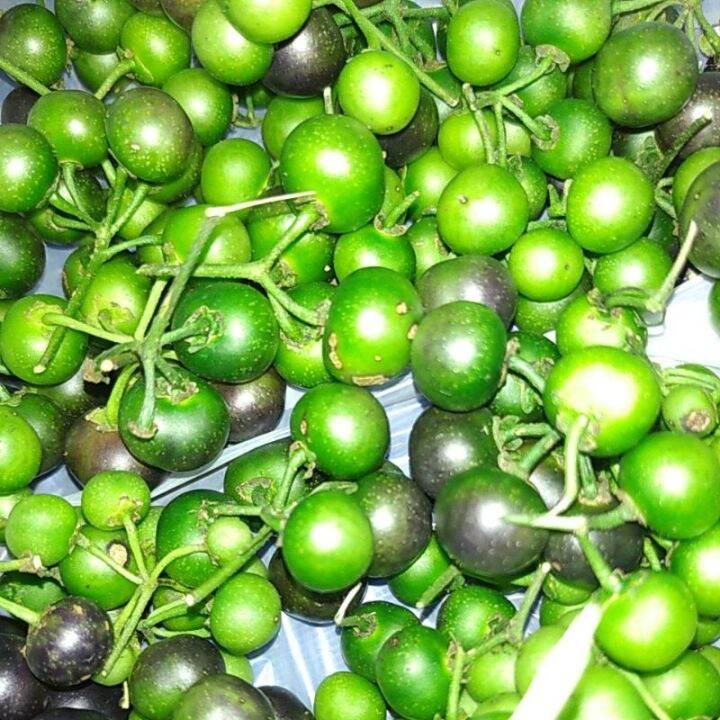 Buah leunca segar | Lazada Indonesia