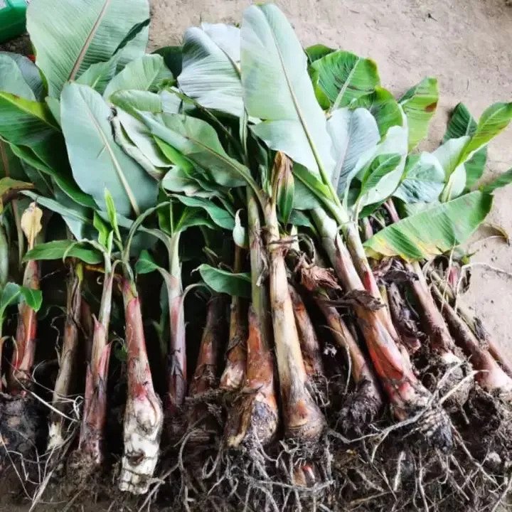 Benih/anak pokok pisang tanduk | Lazada