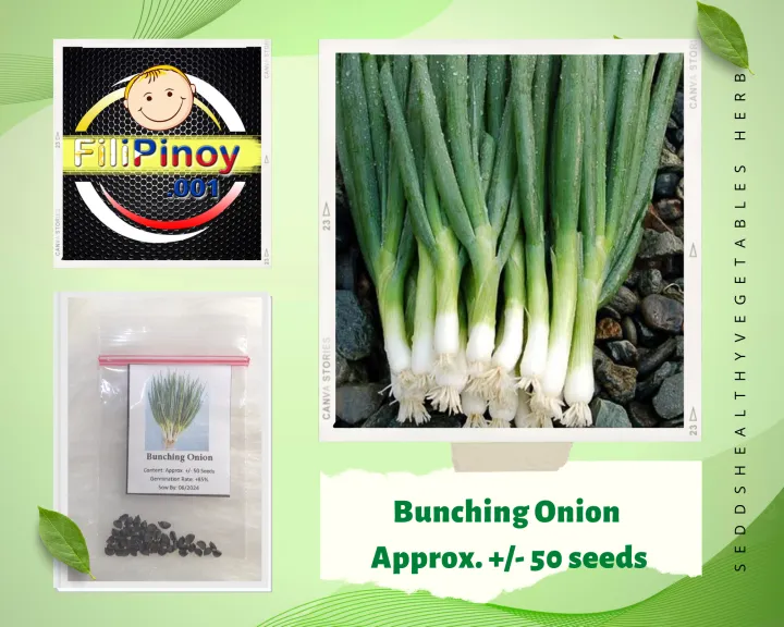 Bunching Onion Herbs Seeds | Lazada PH