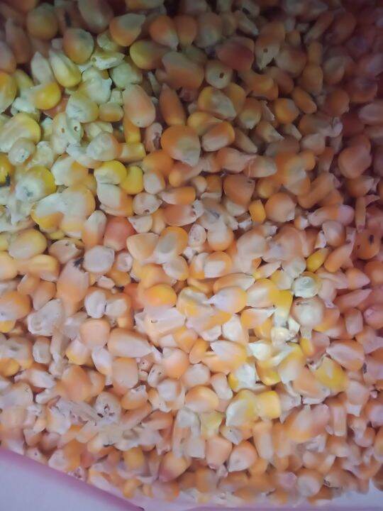 jagung ayam kasar, butir | Lazada
