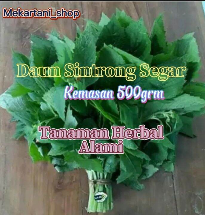 Daun Sintrong Segar 500Grm obat herbal dan bisa dimakan sebagai tumisan ...