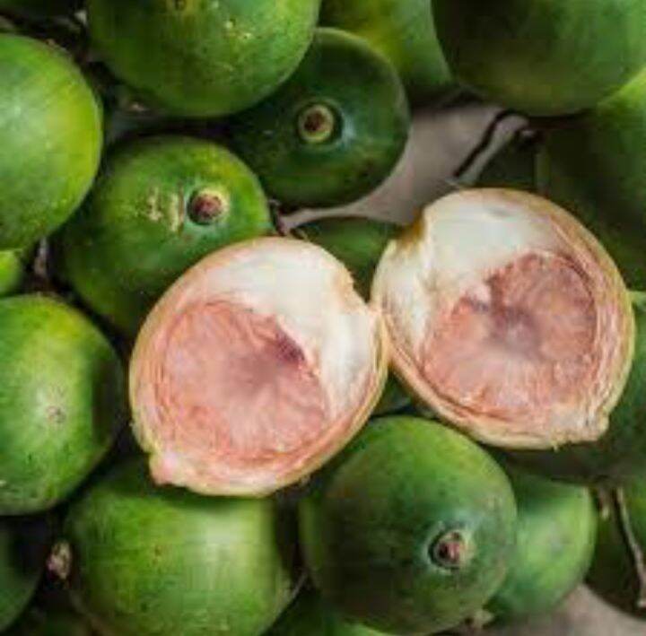 Buah Pinang Muda/Buah jambe Segar 1kg | Lazada Indonesia