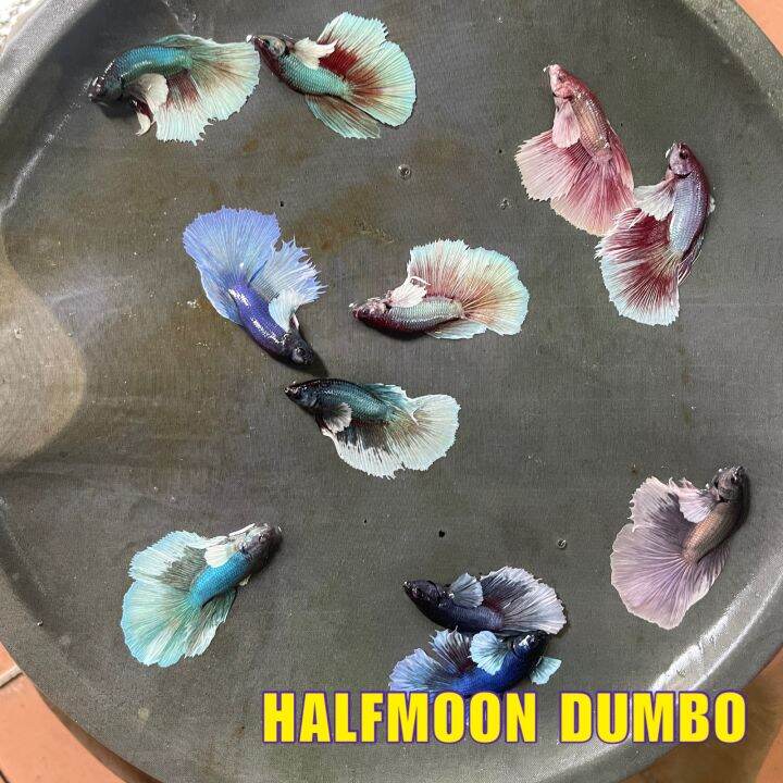 HALFMOON DUMBO (RANDOM) - IKAN LAGA , BETTA FISH | Lazada