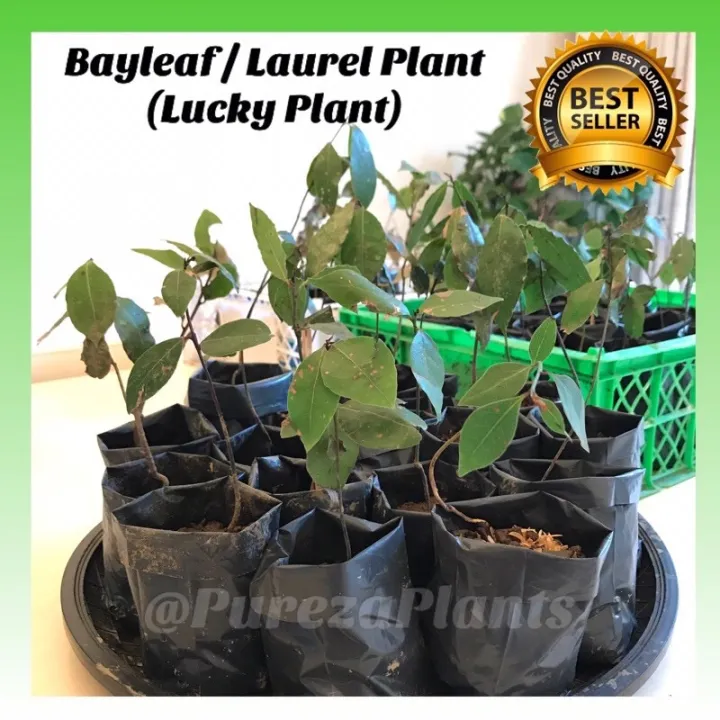 Bayleaf / Laurel Plant & Seeds (Lucky Plant) COD Available READ ...