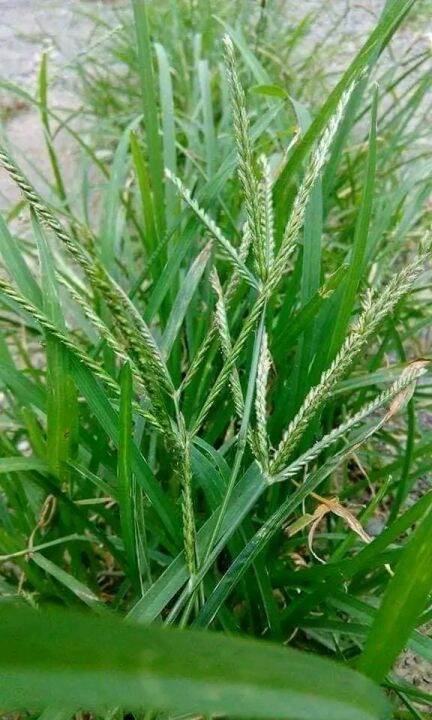 Paragis grass Herbal tea/500 grams | Lazada PH