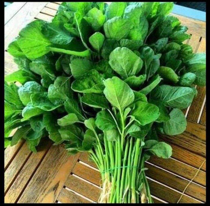 biji benih bayam hijau daun bulat | Lazada