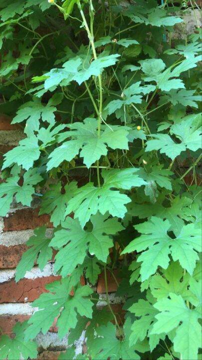 Daun Pare Hutan Segar 1kg Murah | Lazada Indonesia