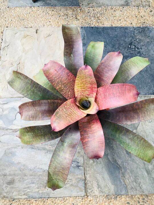 Variesea Plants “ Sherlette Shiigi （ 積水风梨/bromeliad ) | Lazada