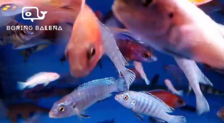 BRBN African Cichlids (S) - Mixed African Cichlids Assortment ...