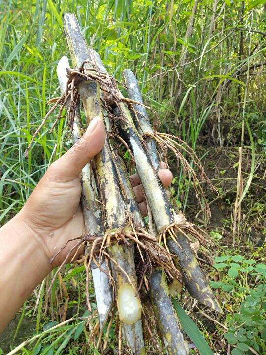 Bibit rumput pakcong bibit rumput pakchong 1 Kg (isi 20-30 batang ...