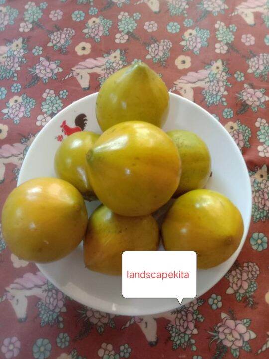 buah alkesa / sawo mentega 500 gram | Lazada Indonesia