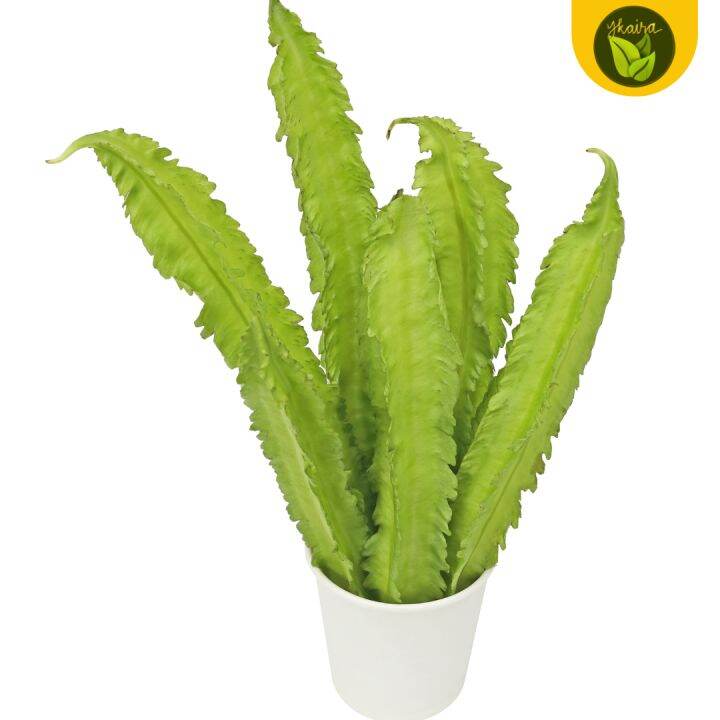 30 seeds for planting binhi pantanim kalamismis sigarilyas winged beans ...