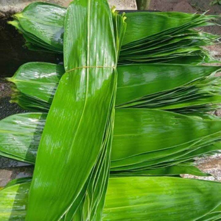 Daun Bambu tali 50-100 Lembar (bungkus bacang) Non Pestisida | Lazada ...
