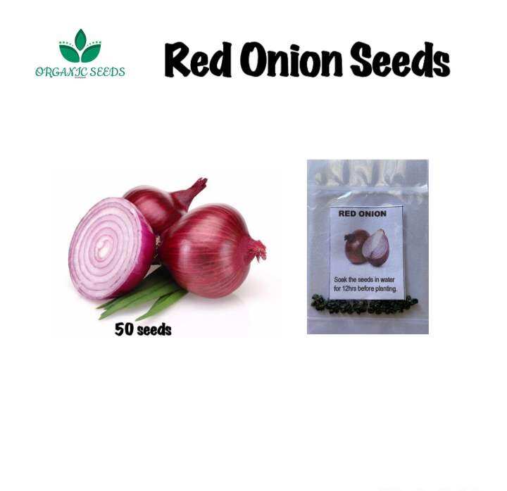 Red Onion Seeds(50pcs) | Lazada PH