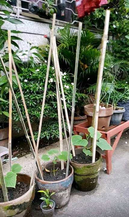 set of 20pcs or 30pcs bamboo stick for your plants support patpat pang ...