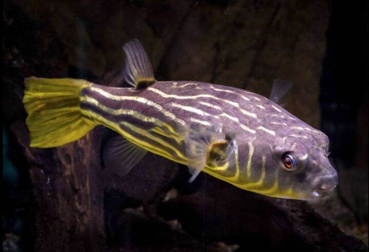 Fahaka Puffer (Fresh water) / 斑马河豚 (淡水) 6-7cm | Lazada