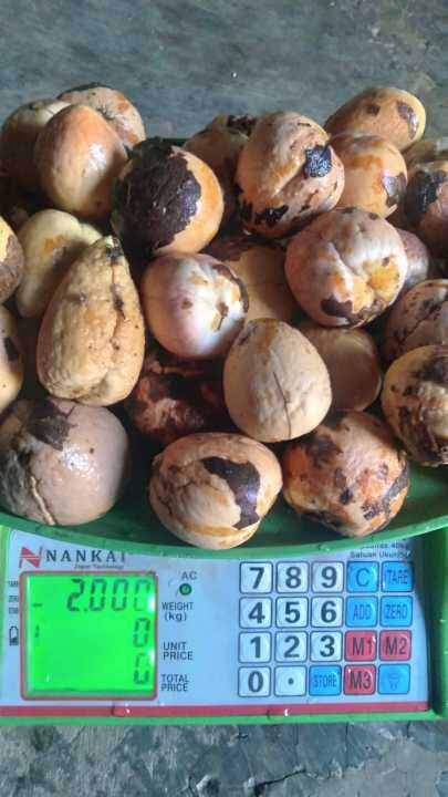 biji alpukat semay berat 2kg | Lazada Indonesia