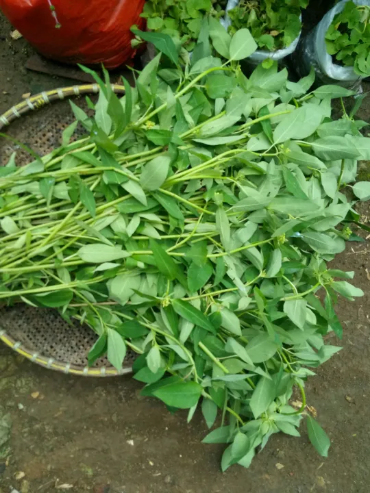 jual daun / batang / akar / patikan mas/ kate mas segar 1 kg / katemas ...