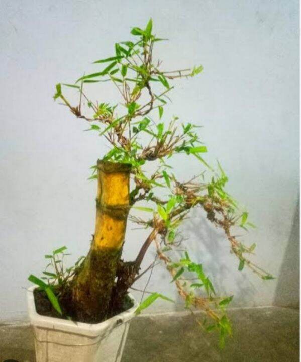 Bahan bonsai bambu ampel kuning bonggol super | Lazada Indonesia