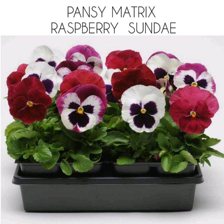 PANSY MATRIX RASPBERRY SUNDAE MIX flower seeds | Lazada PH