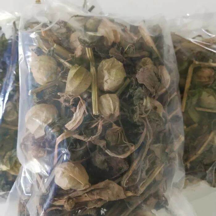 Ciplukan kering kualitas terbaik | daun batang dan akar cecendet kering ...