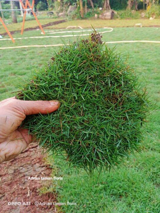 rumput Peking atau rumput Jepang 1 meter persegi | Lazada Indonesia