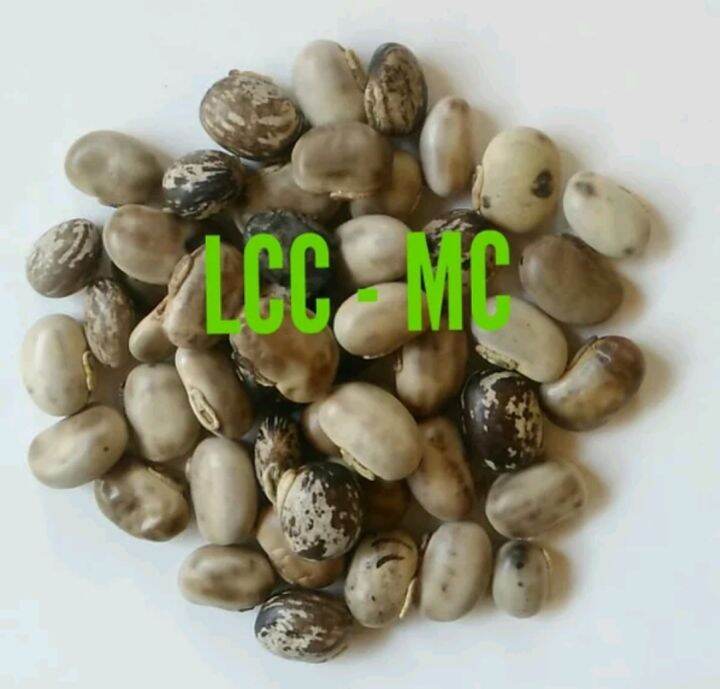 Benih LCC MC Kacangan Mucuna Conchichinensis 1 Kg | Lazada Indonesia