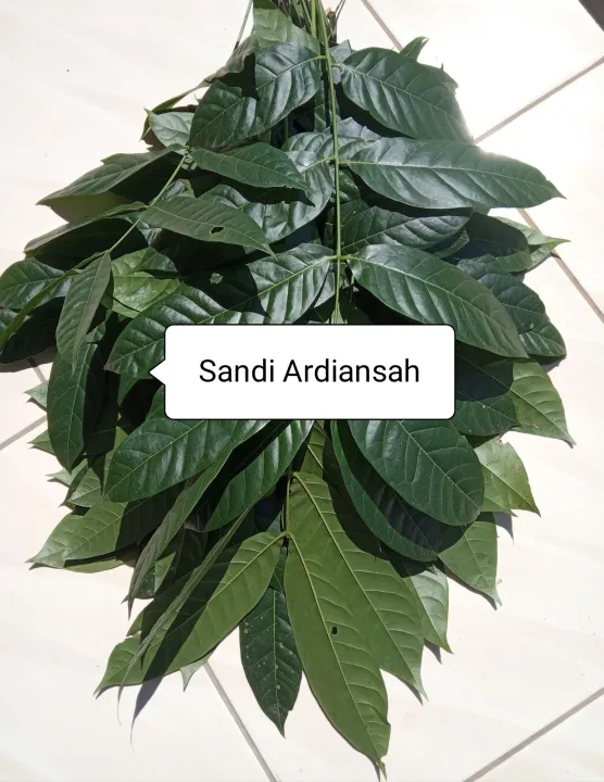 Daun mahoni segar atau daun mahuni per 500 gram | Lazada Indonesia